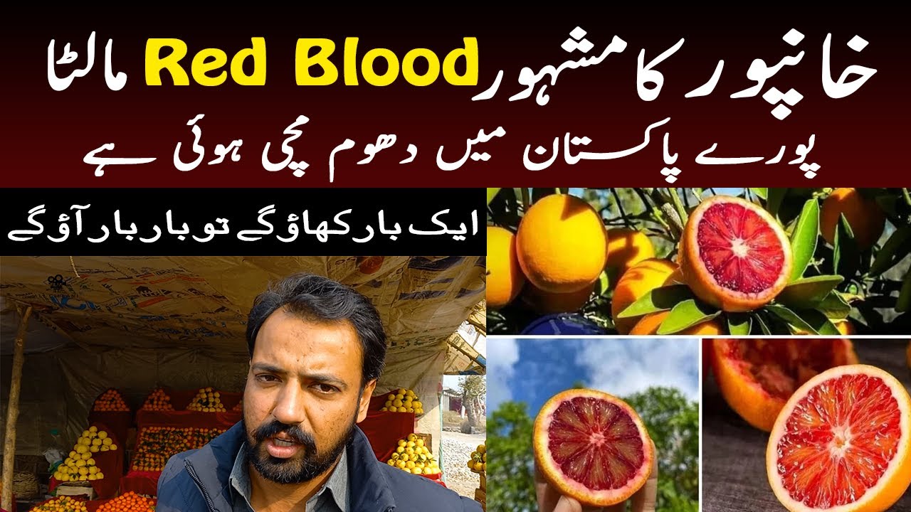 World Famous Red Blood Orange of Khanpur - Pakistan | Beautiful Malta ...