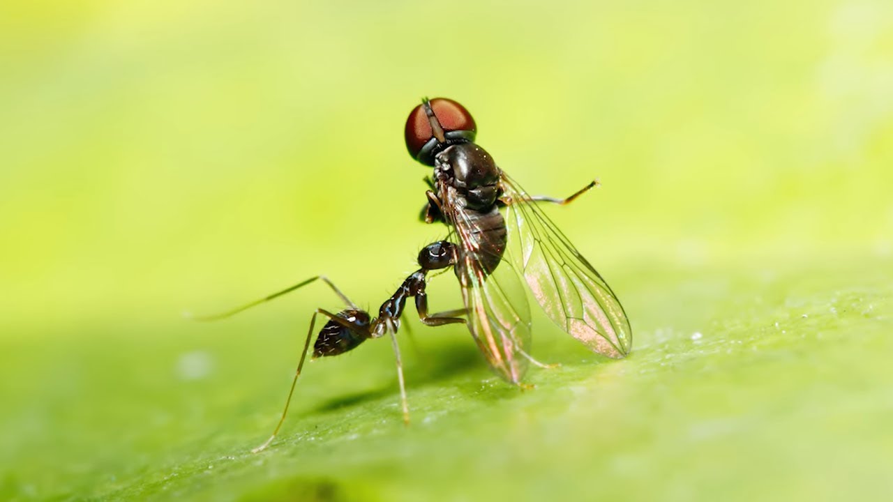 Most INTELLIGENT Insects - YouTube