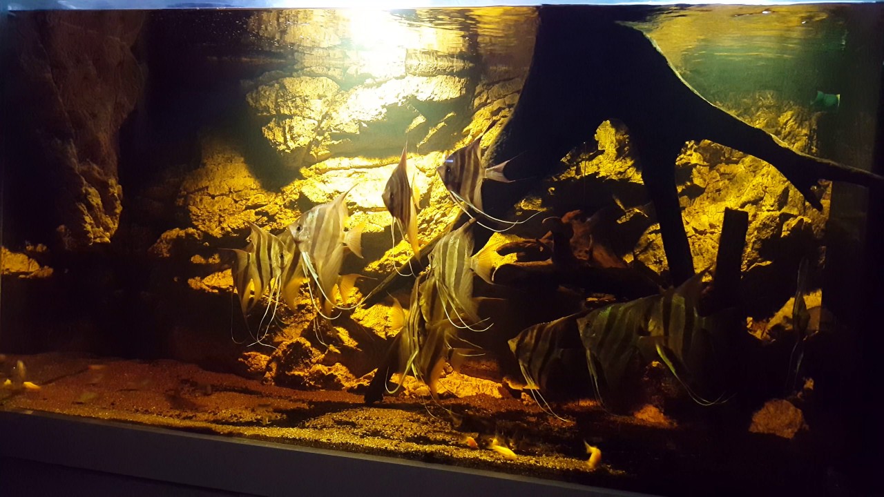 Orinoco Altum Angel Adult tank - YouTube