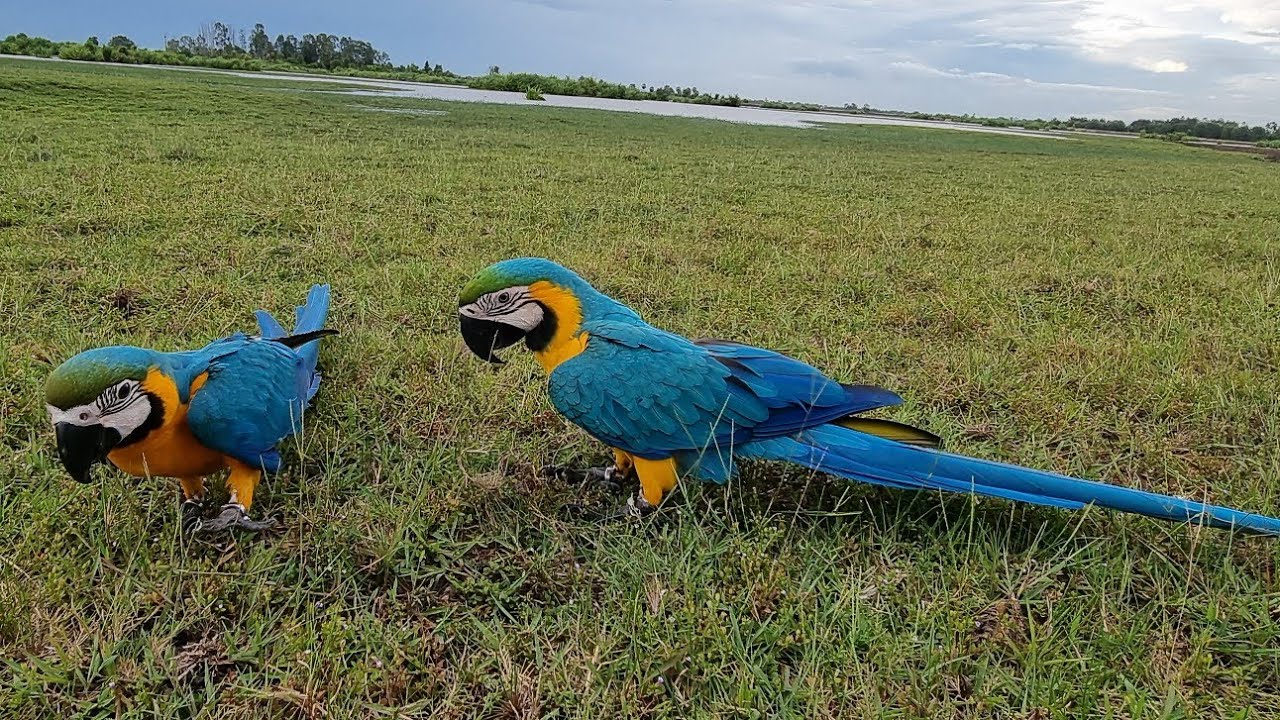 Blue Parrot Flying