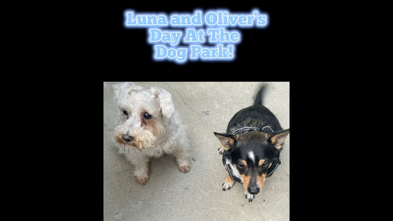 A day in Luna & Oliver's World #dogs #dogslife #dogslover #subscribe ...