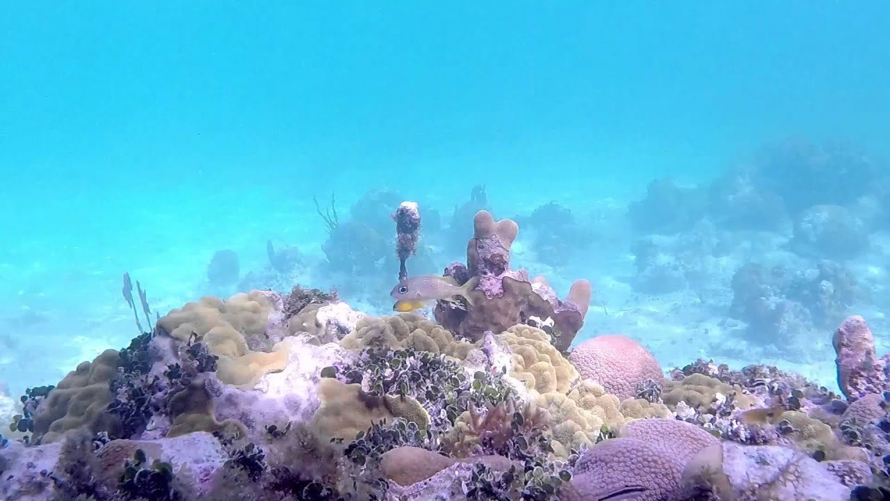 DROPPED GOPRO IN OCEAN FOOTAGE - YouTube
