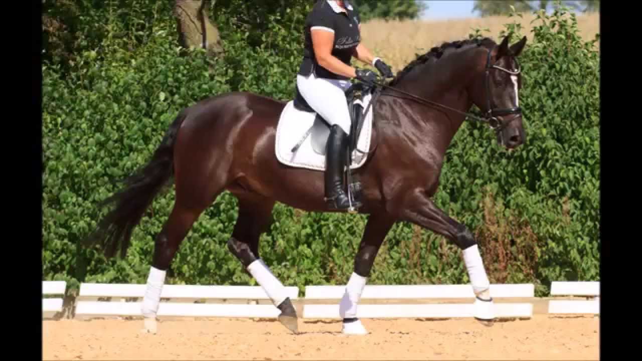 Blickfang für den Dressursport Nachwuchs Dressurpferd Verkaufspferd ...