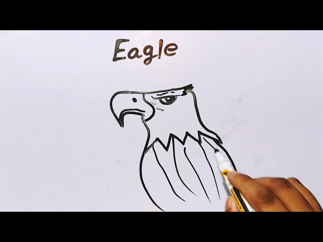 Desert Eagle Bird Drawing