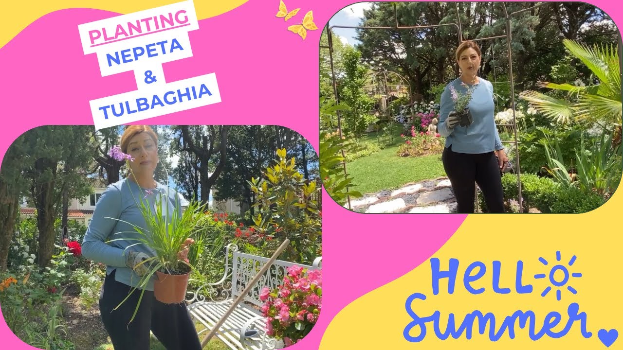 Transform Your Garden: Planting Nepeta & Tulbaghia for Year-Round ...