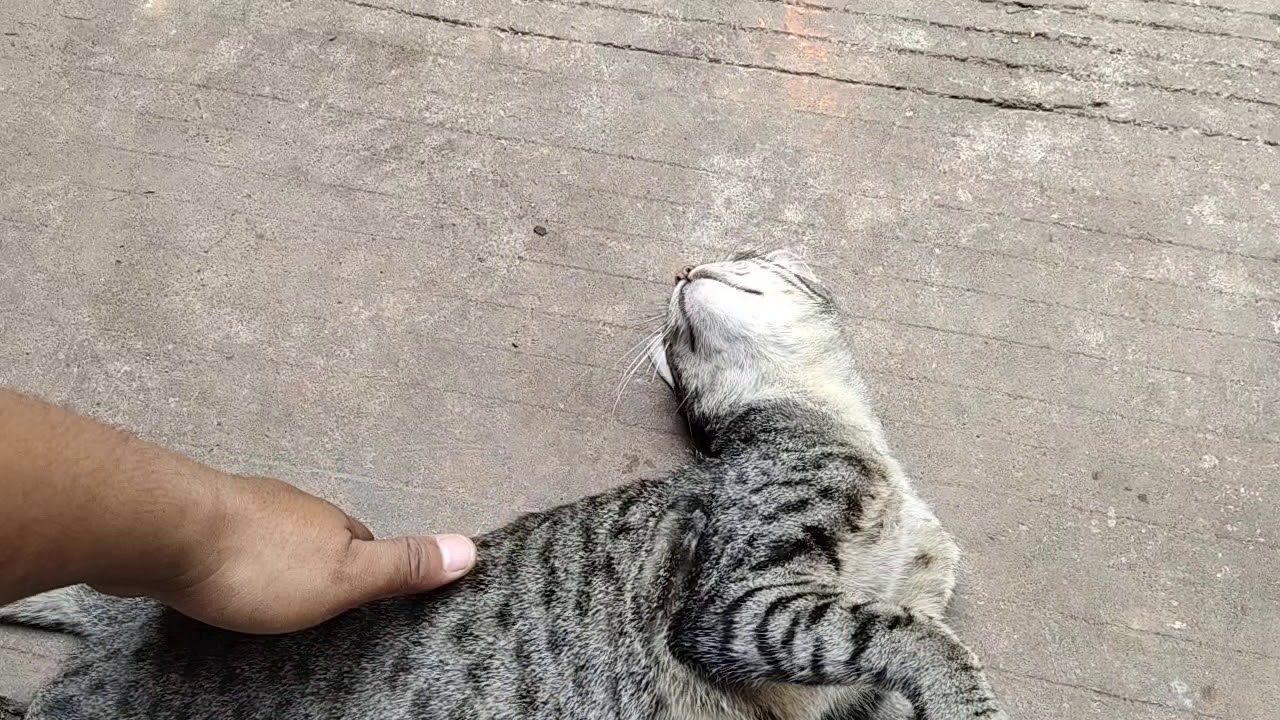 Enak maaaaang (ticklish cat, butt scratch) - YouTube