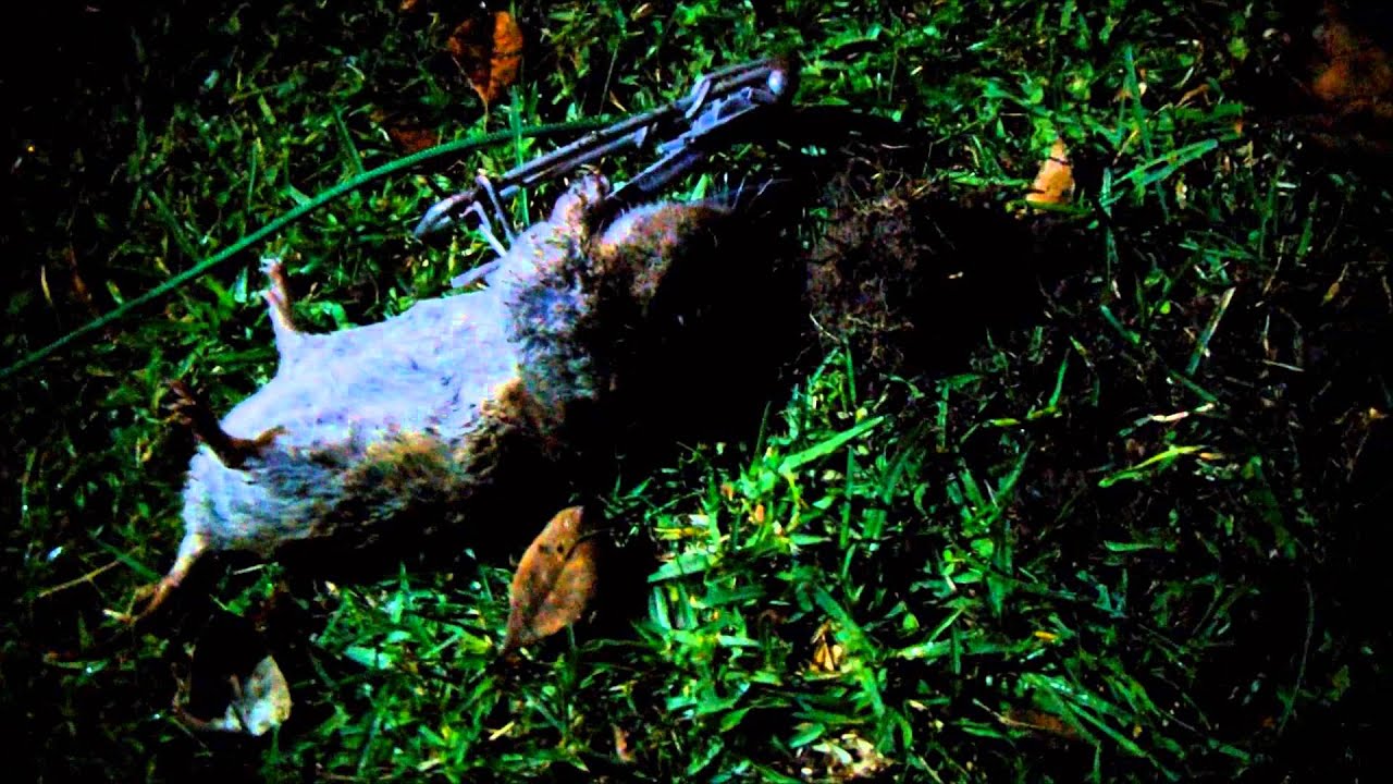 Solving Our Gopher Problem - YouTube