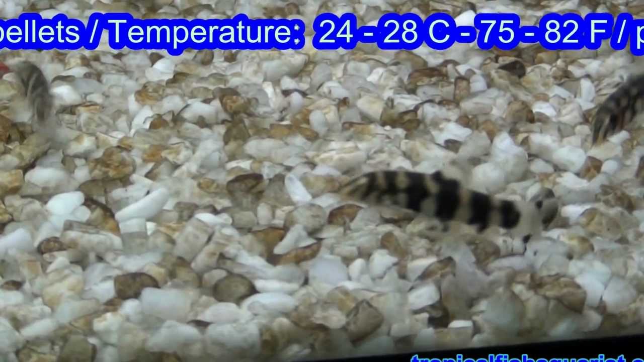 Tropical Fish - Botia Kubotai - Polka Dot Loach - YouTube