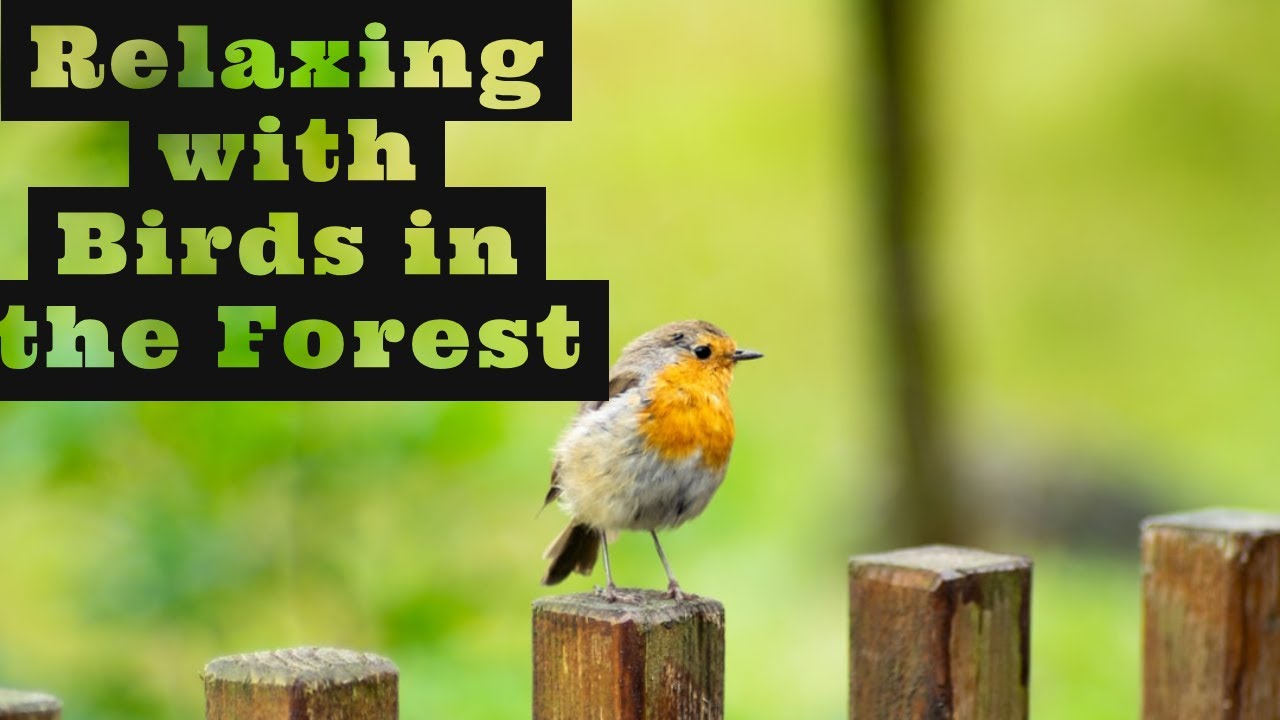 🔵 Best Relaxing Birds Singing Sounds with Piano Music for Meditation ...