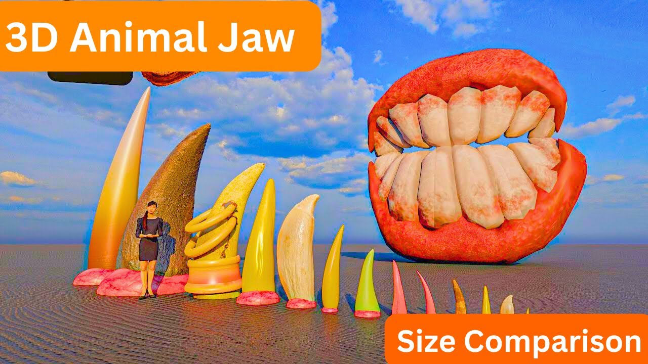 3D Animal Jaw Size Comparison and Teeth Count - YouTube