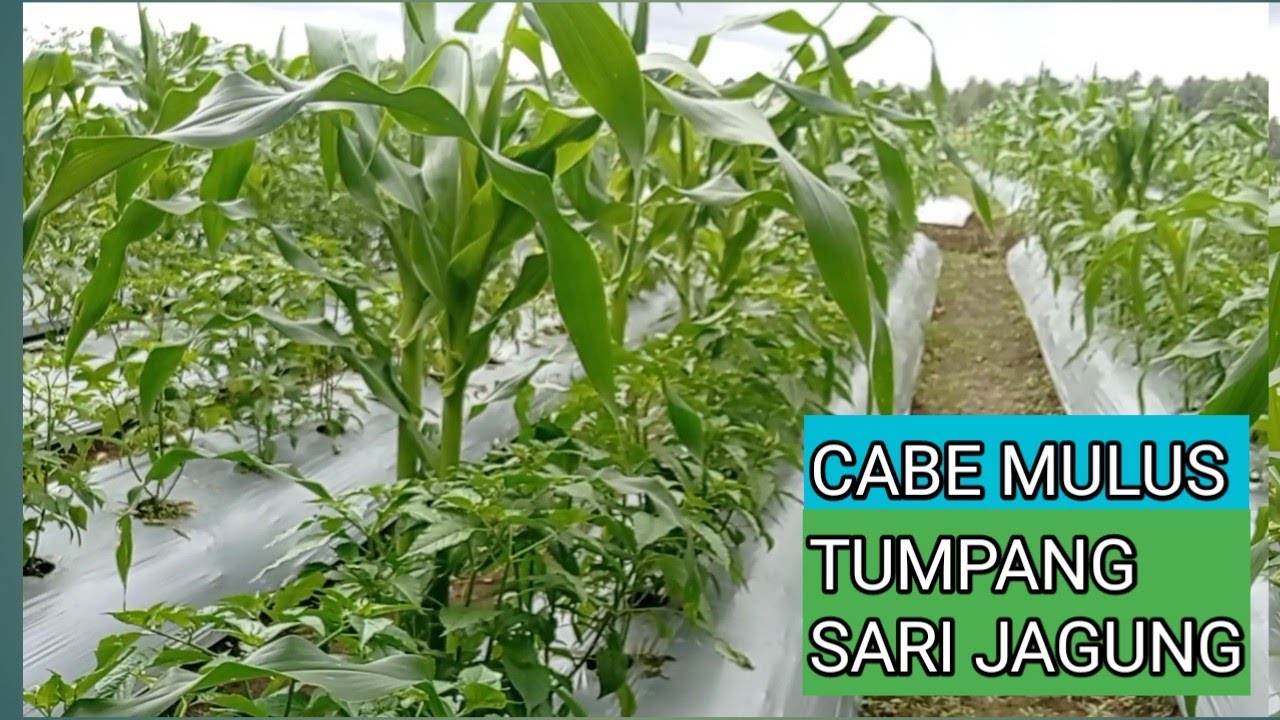 REVIEW HASIL TUMPANG SARI CABE DAN JAGUNG - YouTube