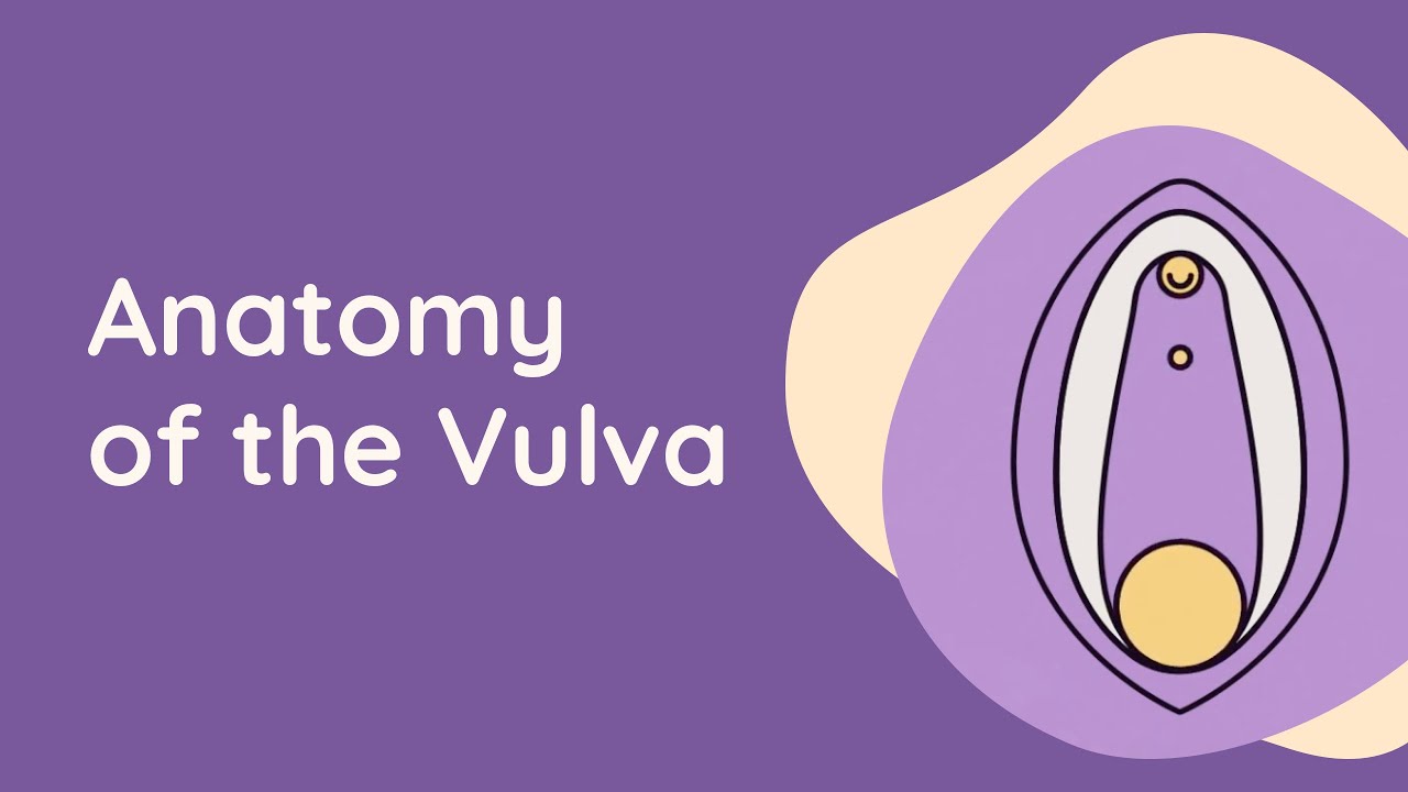 Anatomy Of The Vulva What s The Difference Between Vulvas And Vaginas