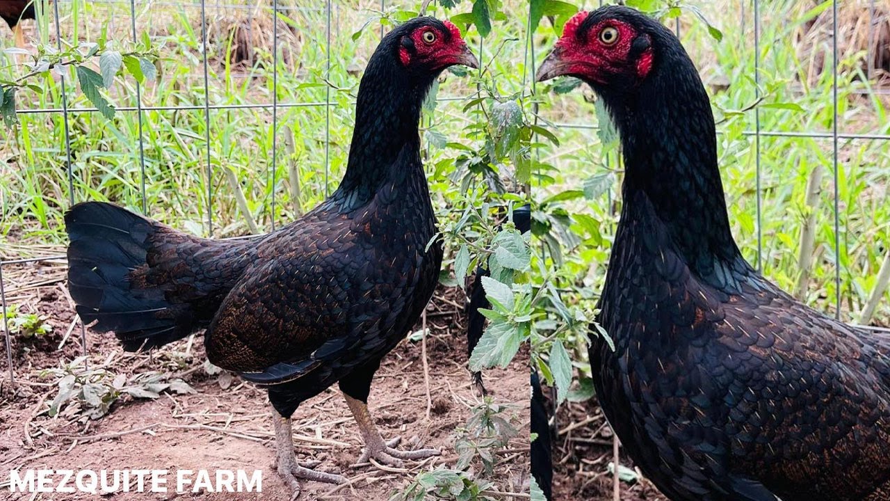 PABLO LOPEZ !! Yellow Leg Asil Spangled Hatch Clement Grey MEZQUITE ...