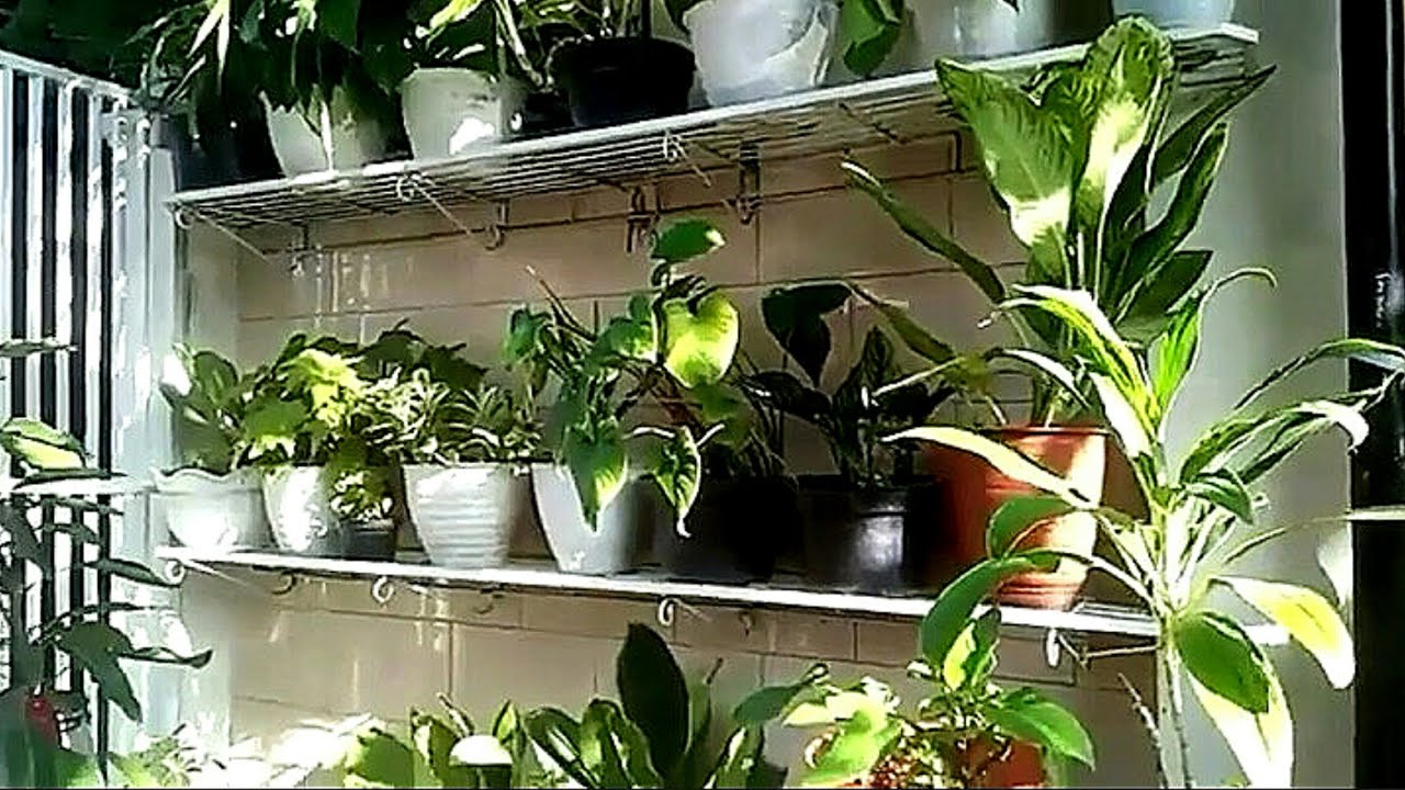 Menata Bunga di Teras Rumah Minimalis Sederhana Tapi Mewah Modern - YouTube