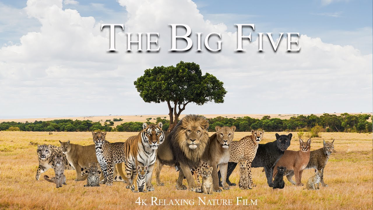 THE BIG FIVE 4K - Africa's Iconic Wildlife - YouTube