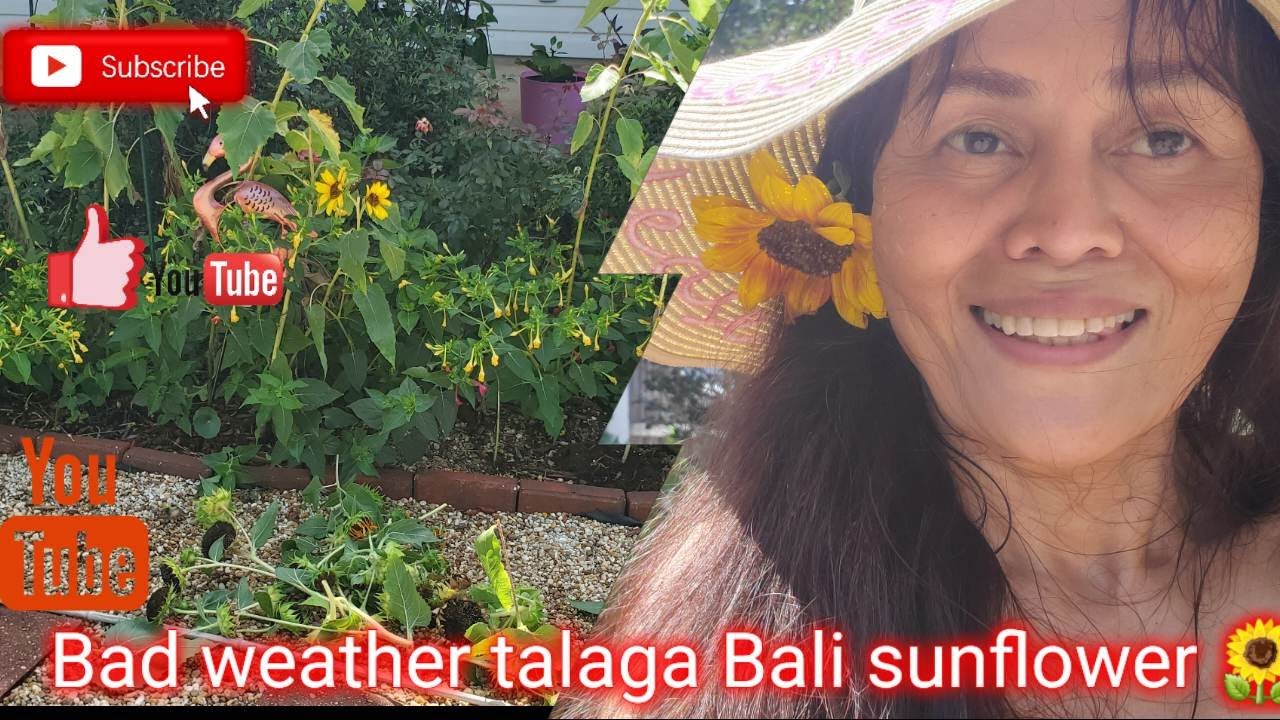 Bad weather talaga nabali ang Sunflower - YouTube