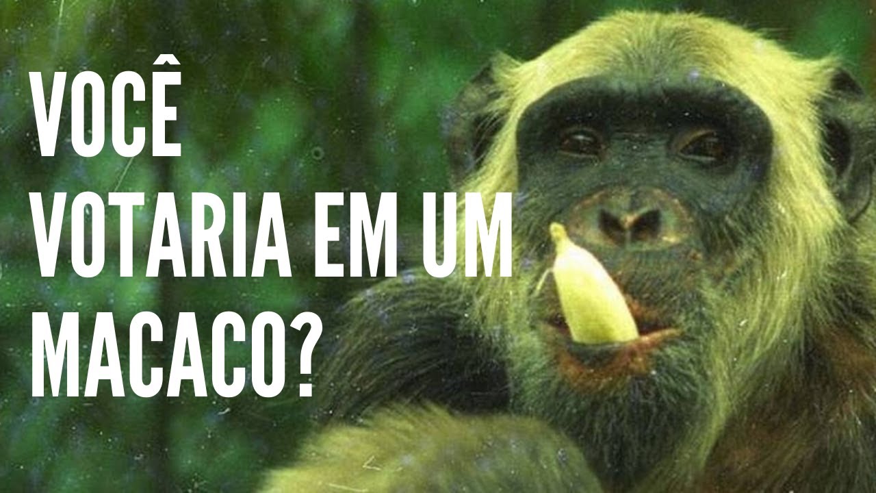 MACACO TIÃO: MAIOR VOTO DE PROTESTO? - ELEIÇÃO PREFEITO DO RIO DE ...
