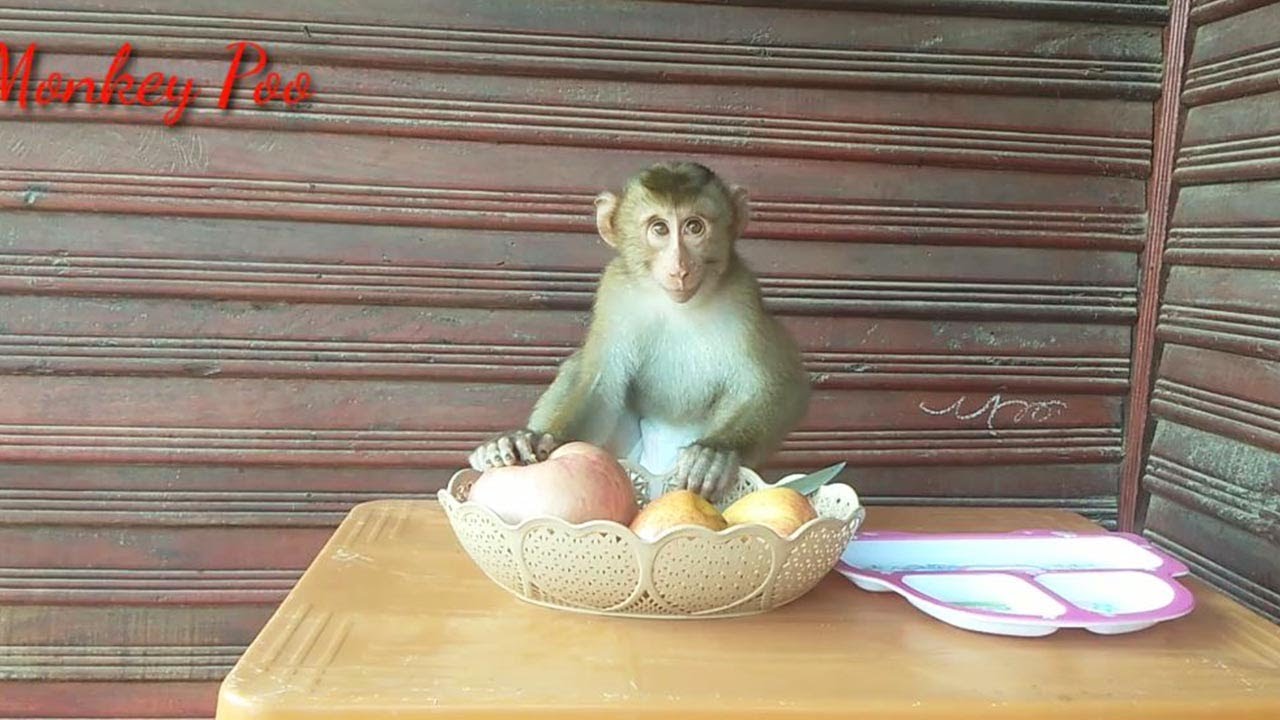 So cute baby Poo eating big apple - YouTube
