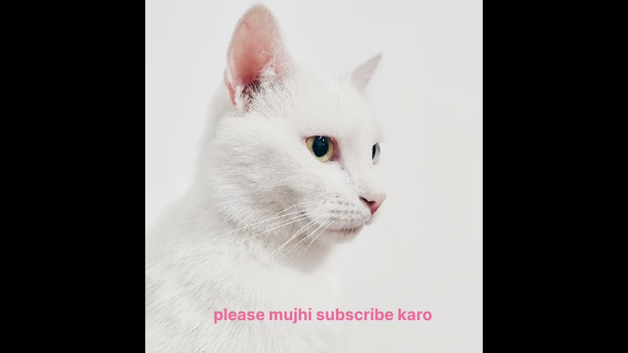 kitty kittyl kitty i'm kitty #trending #short #youtube - YouTube