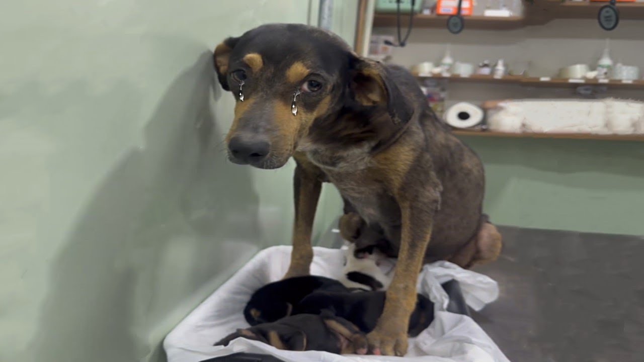 Please Save My Puppies First Mother Dog Burst Into Tears After Waking ...
