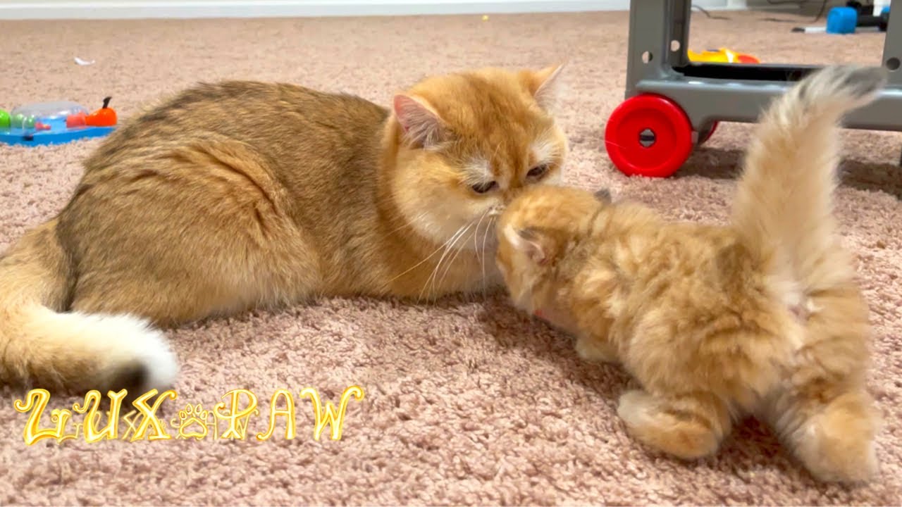 Kittens came out of the nest 😍|Lux Paw Cattery - YouTube