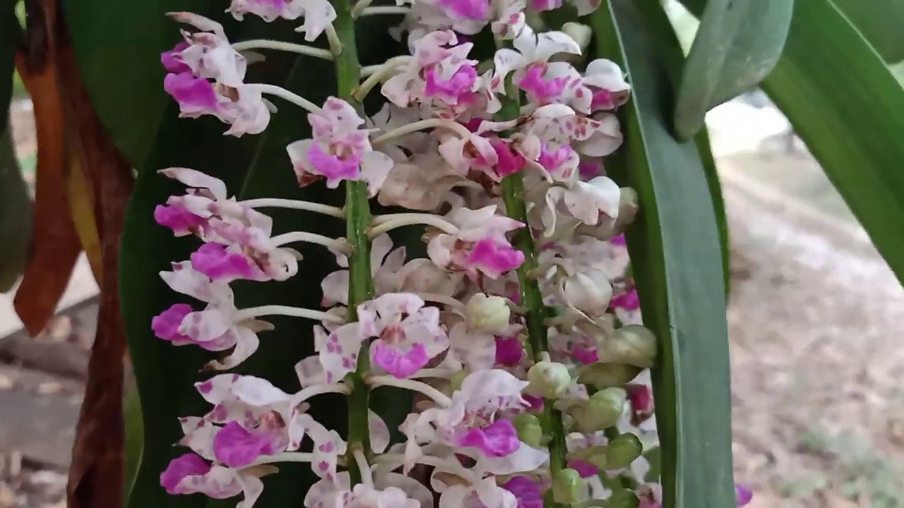 Orkidey Flower - YouTube