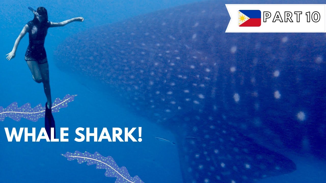 Whale Shark Donsol 2020 | Elysia Beach Resort & Fireflies! - YouTube