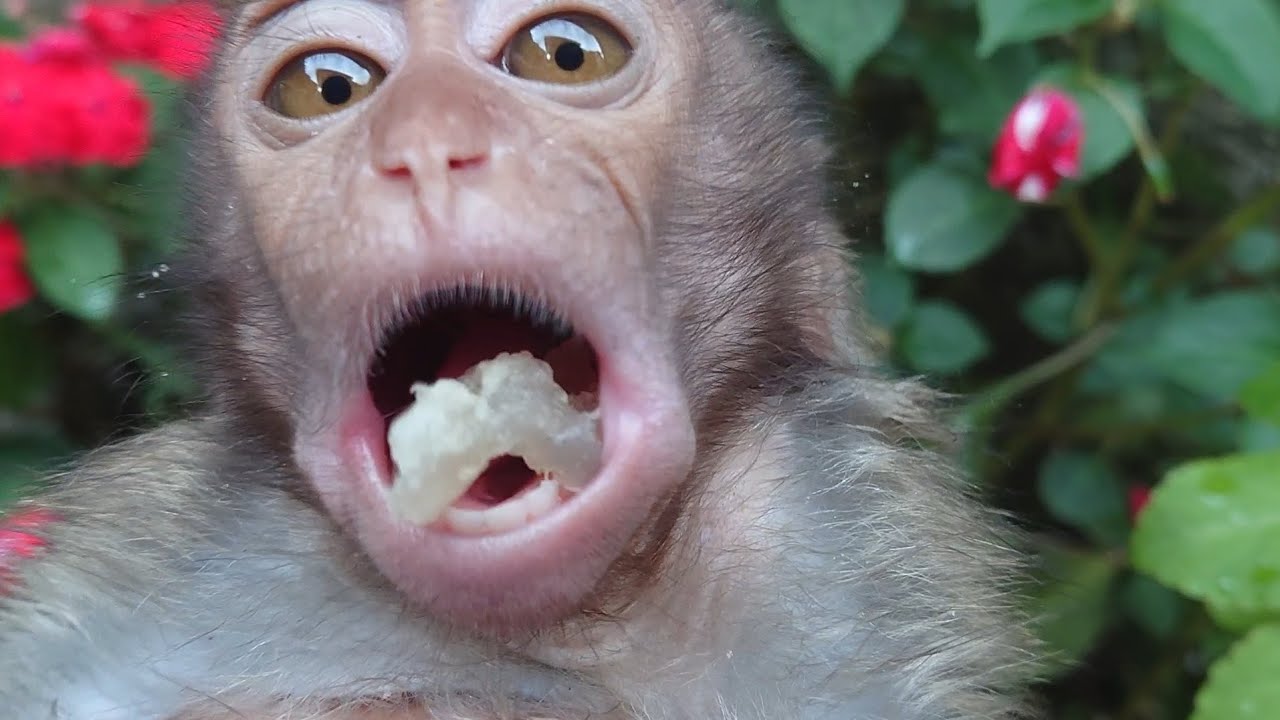 cute monkey boy eat - YouTube