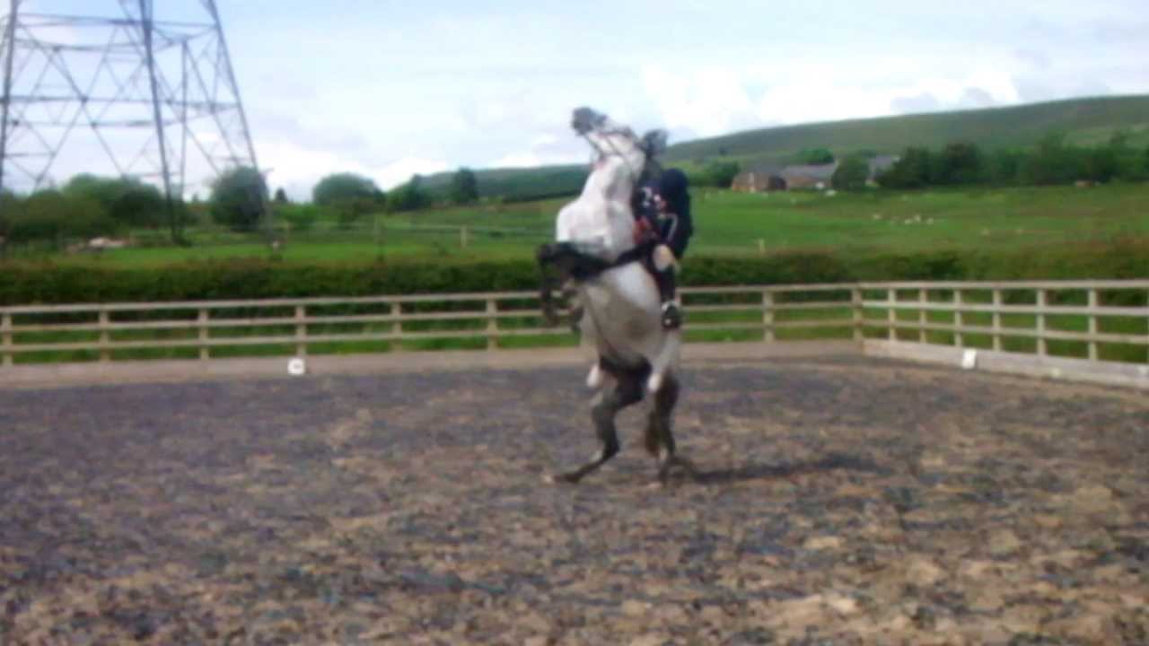 Horse rears and flips over - YouTube