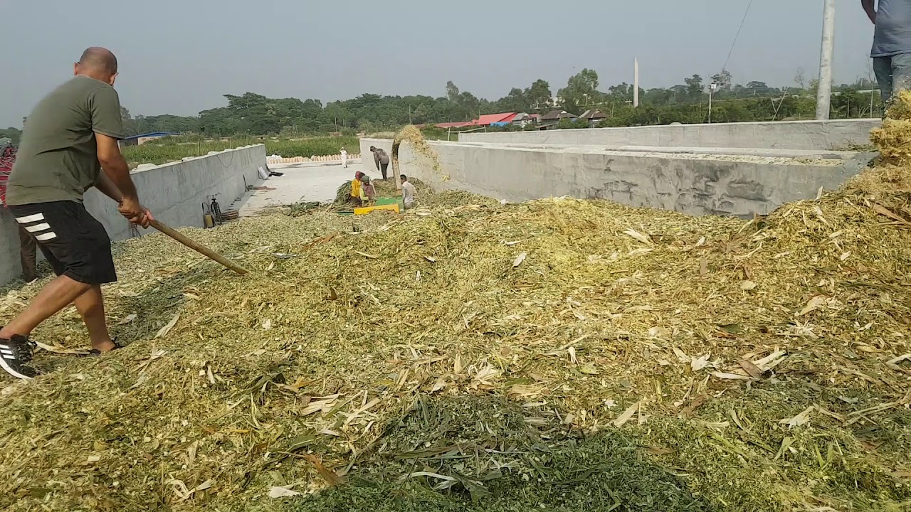 making silage at farm. - YouTube