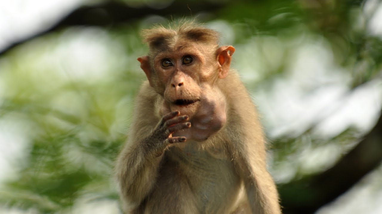 Why do some Mammals have Cheek Pouches? - YouTube