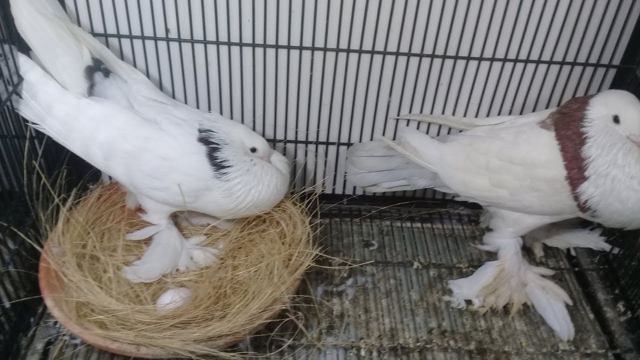 fancy pigeons || fancy kabootar price 2020 - YouTube