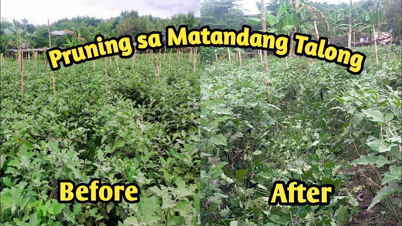 ANU ANG MGA ADVANTAGES SA PAGPRUNING NG SANGA NG MATANDANG TALONG ...