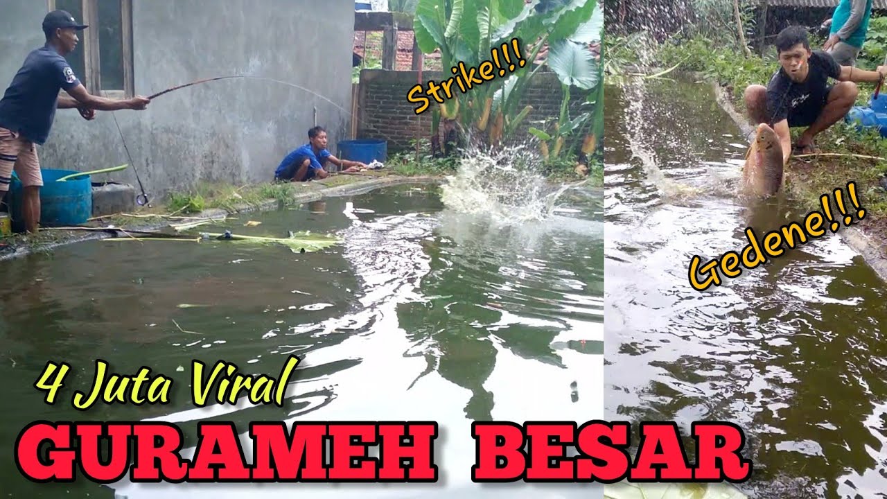 Bikin Ngiler!!! Mancing Borongan Ikan Gurameh Babon - YouTube