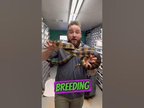 I’m willing to bet you have never seen these snakes before!! #python # ...