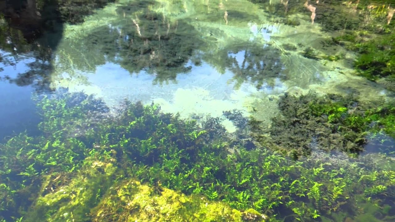 Spring Water Temple - Bali - Indonesia - YouTube