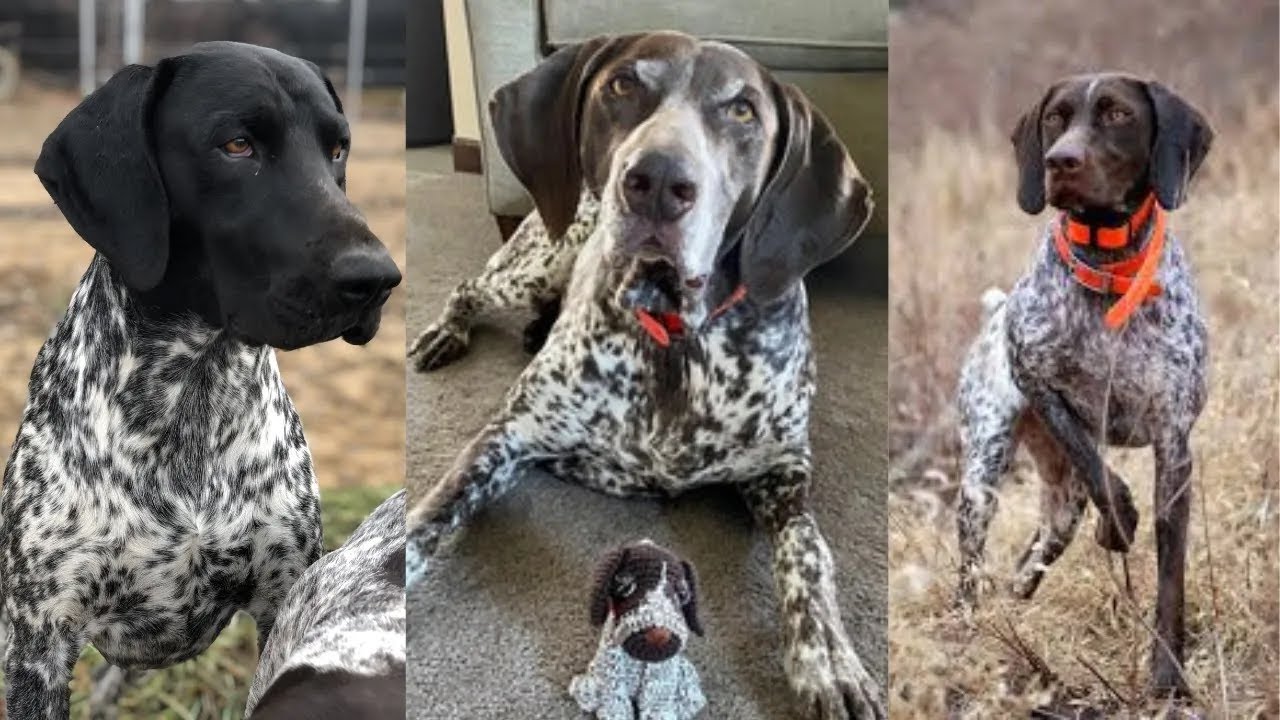 German shorthaired pointer | Funny and Cute dog video compilation in ...