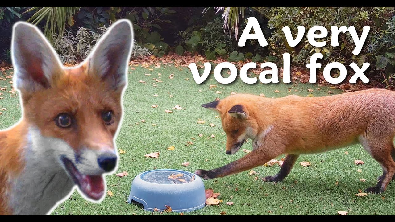A very vocal fox - YouTube