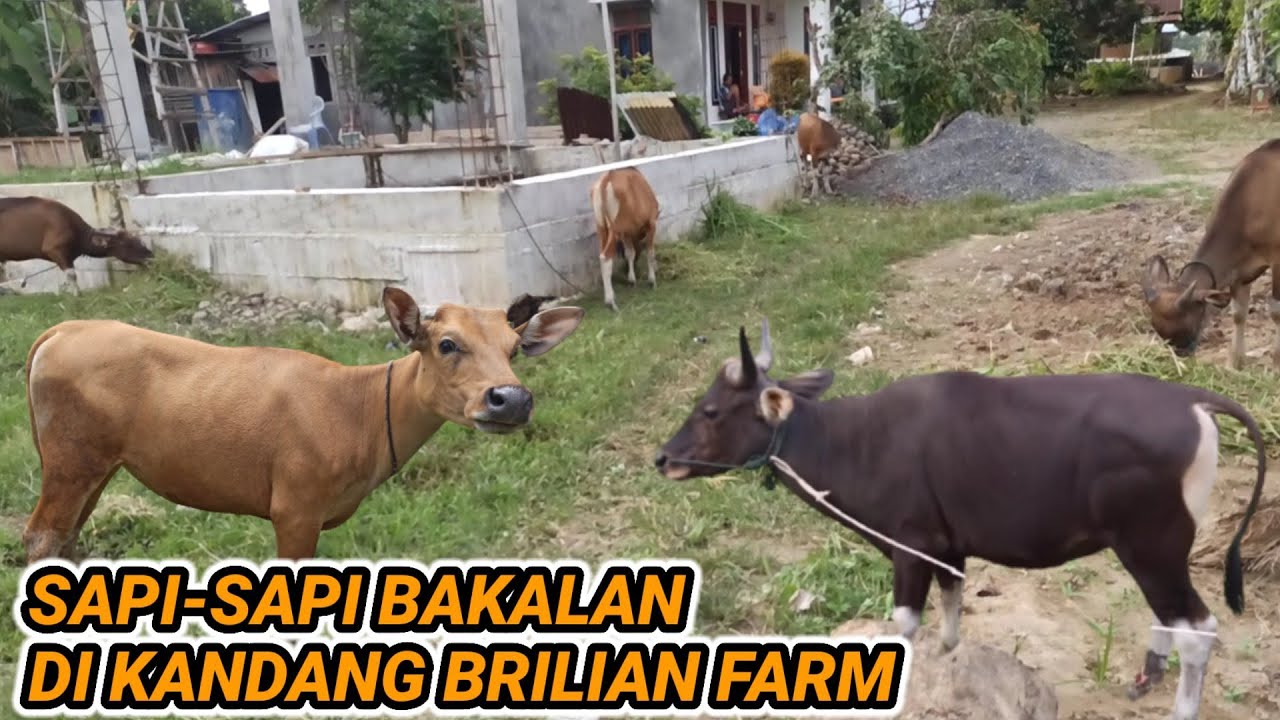 REVIEW SAPI-SAPI BAKALAN - YouTube