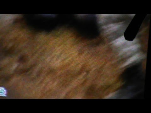 Sobaka rugaetsya matom  prikol populyarnoe video youtube 360