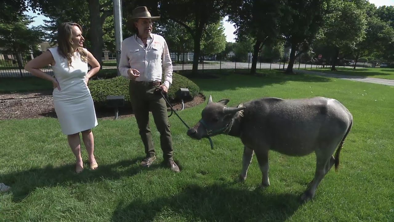More friends from Safari Lake Geneva - YouTube