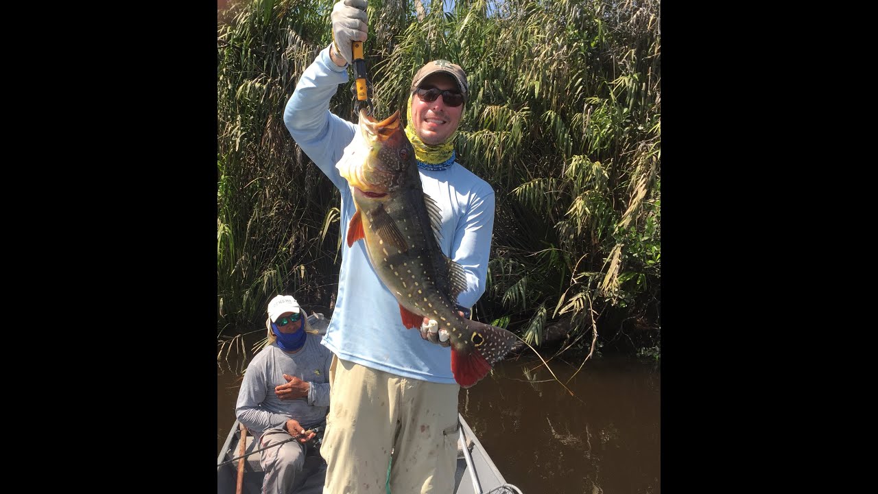Peacock Bass Fishing on the Rio Negro November 2015 - YouTube