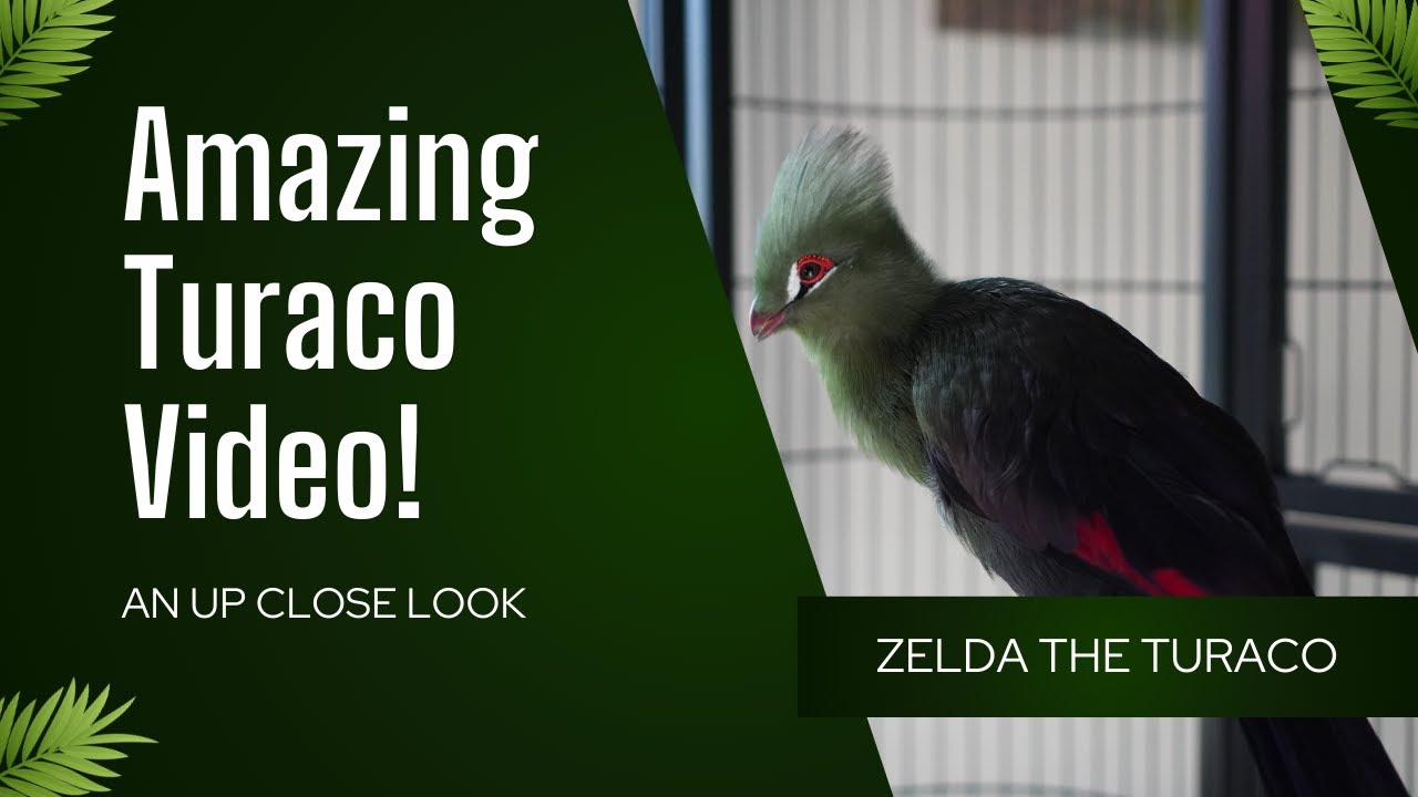 Zelda a Turaco. #birds #pets #pet #turaco #rescueanimals #rescuebirds # ...