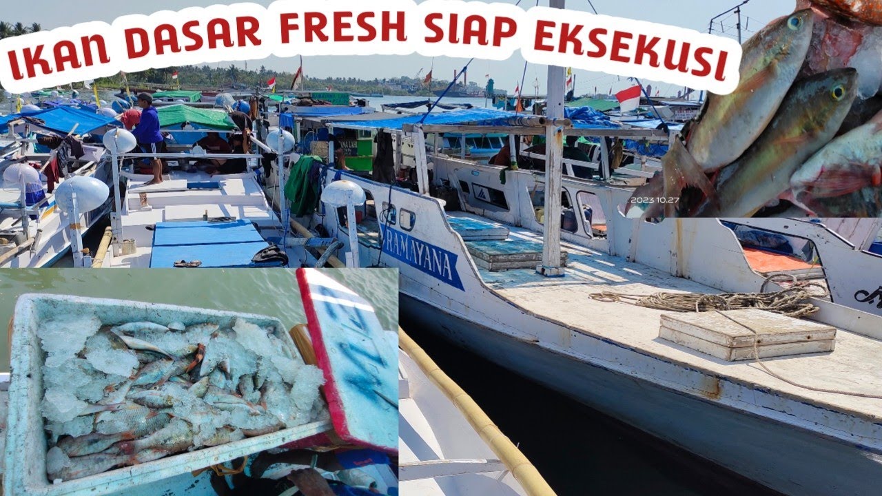 IKAN DASAR FRESH JENIS KATAMBA, KERAPU, & KAKAP || BARU DATANG LANGSUNG ...