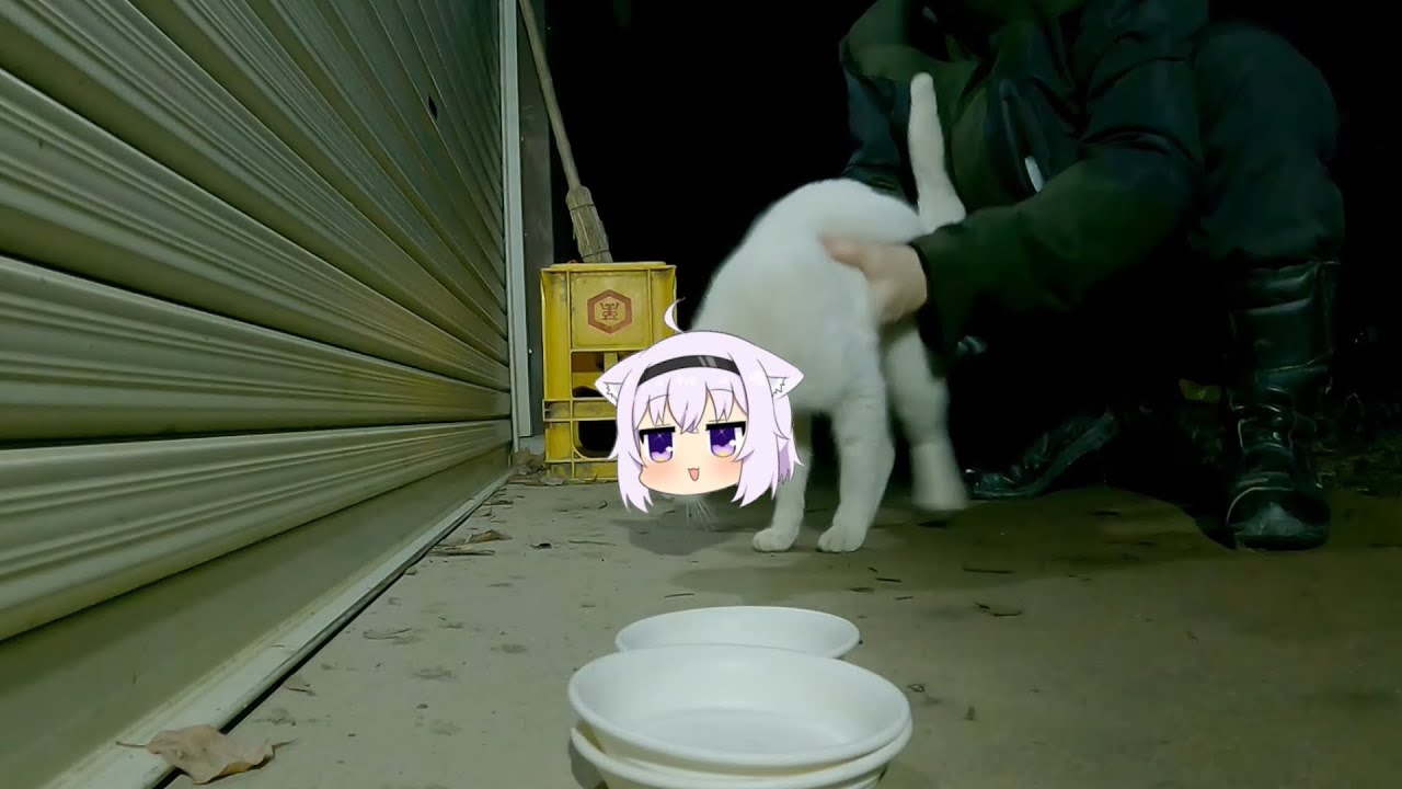 Pet that okayu cat | Animal hololive - YouTube