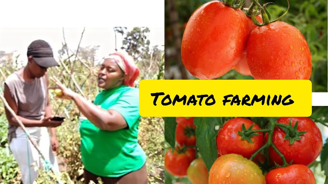 PART1. Tomato varieties ± Features.|Plant spacing.|Marketing.|Elgon ...