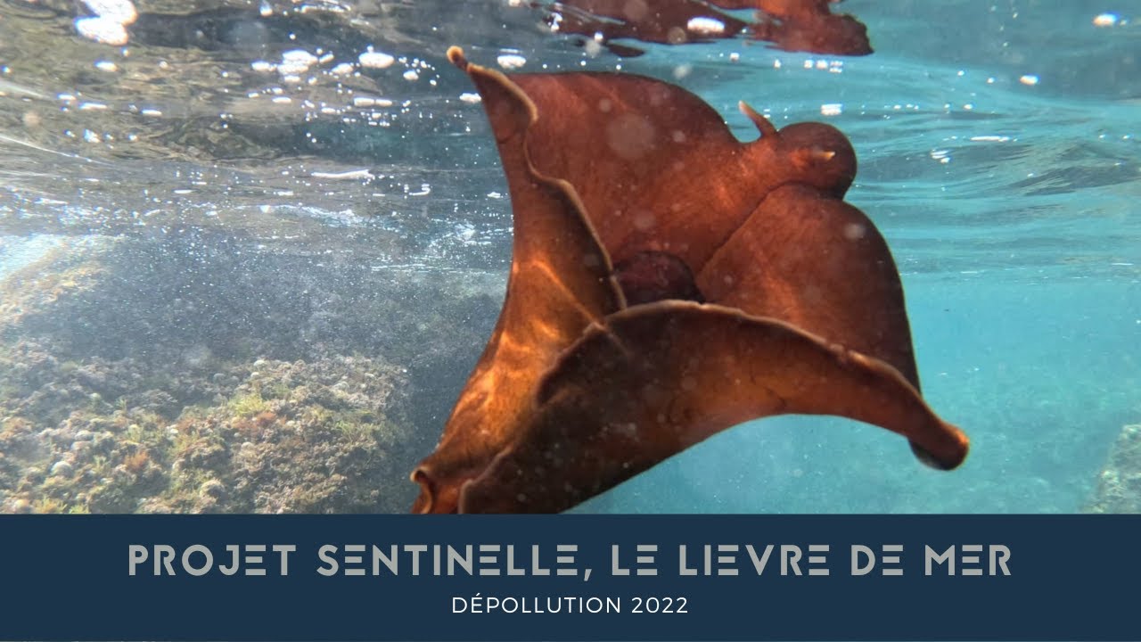 #MARSEILLE, UN LIÈVRE DE MER (APLYSIE FASCIÉE) , Projet SENTINELLE (4K ...