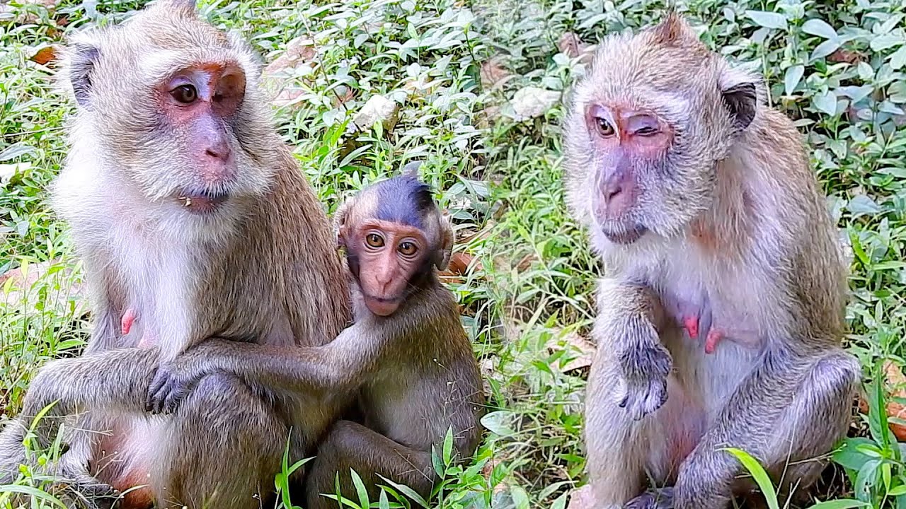 Young baby monkey tries to cling to mother and run - YouTube