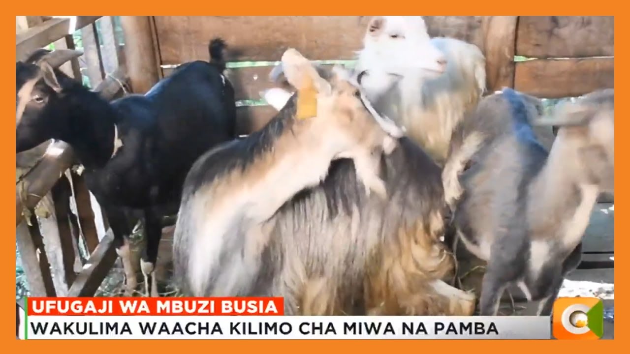 Wakulima waacha kilimo cha miwa na pamba - YouTube