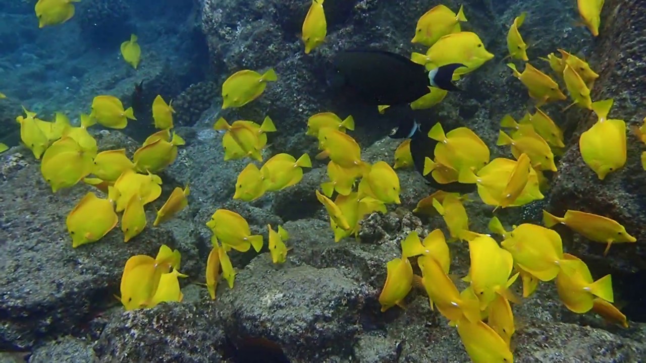 P3063557 1 Yellow tangs school, variety of fish, Christmas wrasse - YouTube